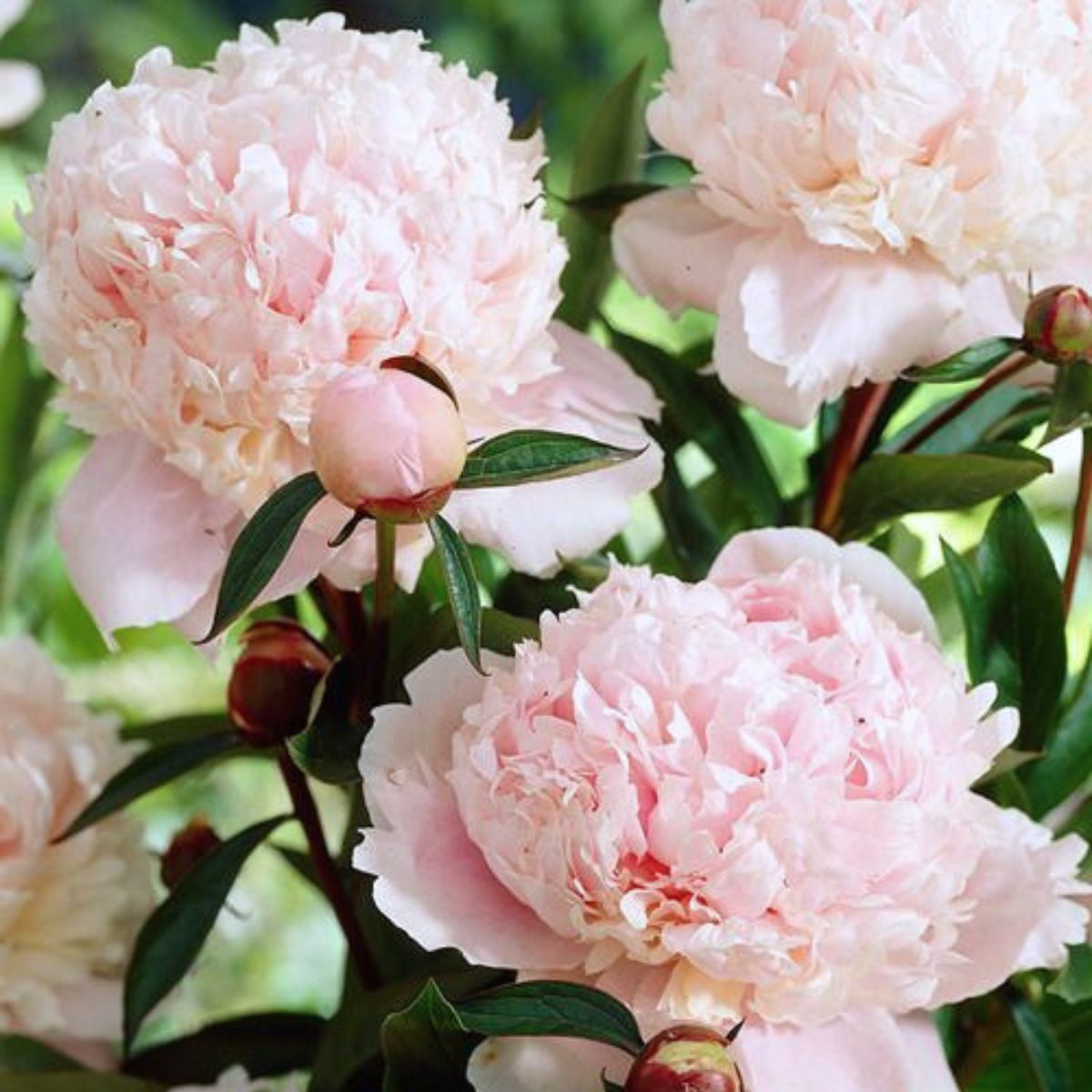 Piwonia Chińska - PRIMA VERA - olbrzymi wybór