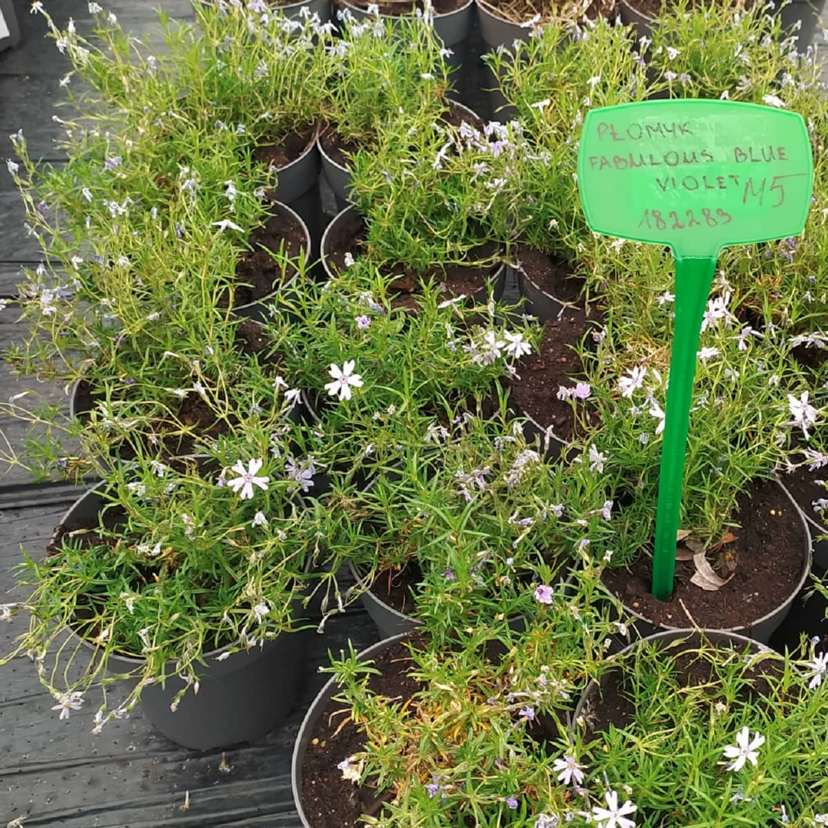 Płomyk szydlasty Fabulous Blue Violet| Sadowniczy.pl