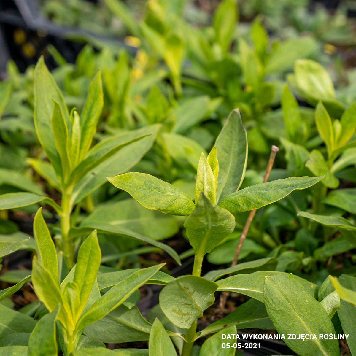 Płomyk wiechowaty Floks Amethyst (C2)| Sadowniczy.pl