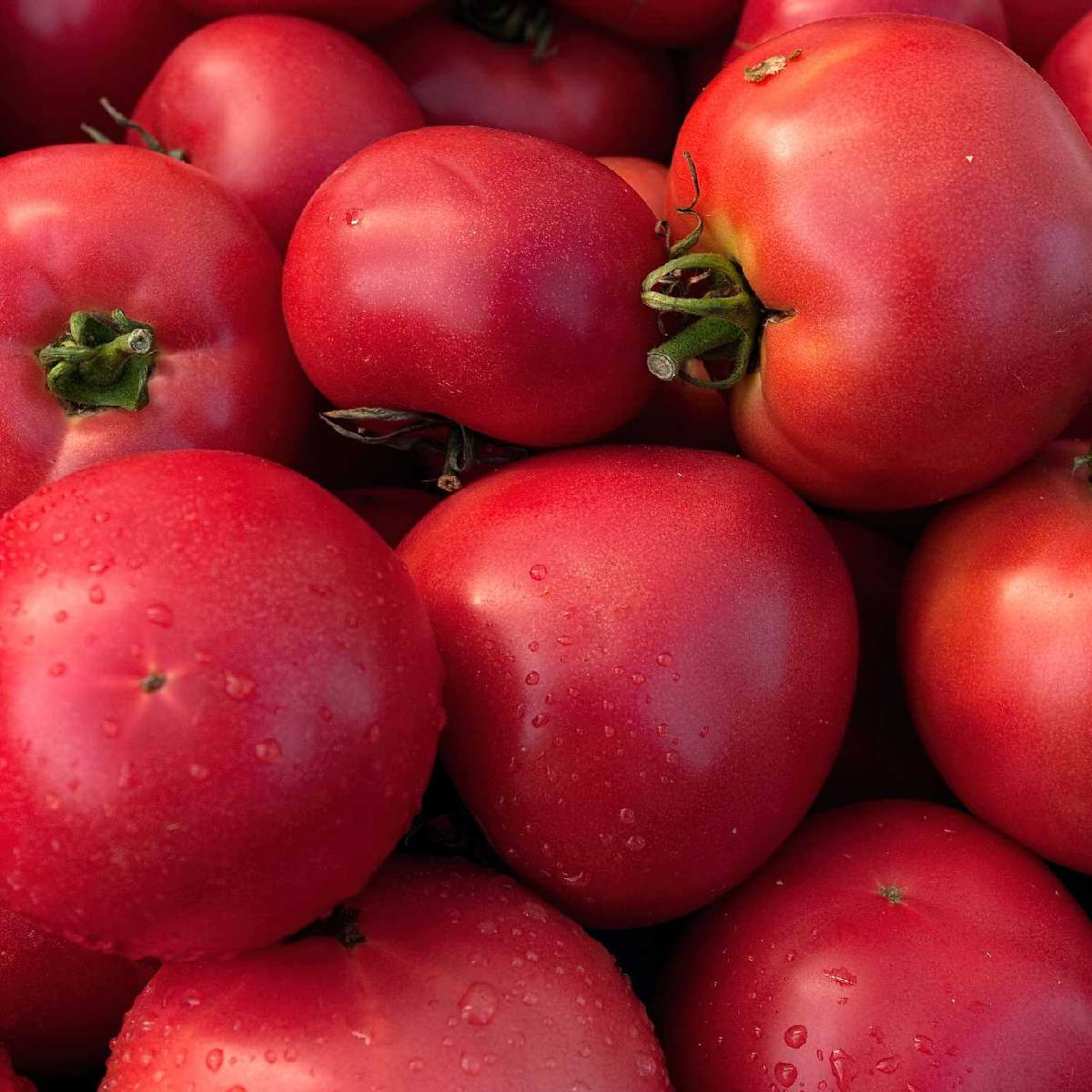 Pomidor Malinowy Rodeo 0,2g Do gruntu i pod osłony | Sadowniczy.pl