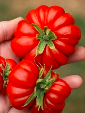 Pomidor gruntowy Costoluto fiorentino| Sadowniczy.pl