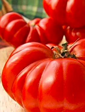 Pomidor gruntowy Costoluto fiorentino| Sadowniczy.pl