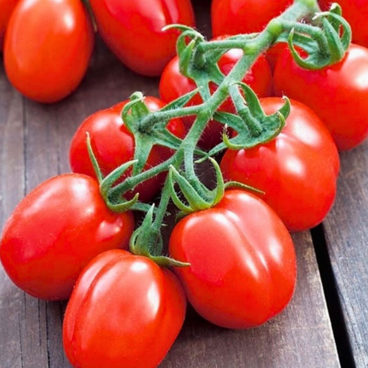 Pomidor gruntowy karłowy Mieszko F1 0,5g| Sadowniczy.pl