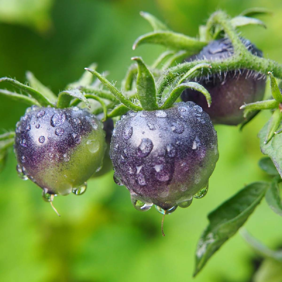 Pomidor gruntowy wysoki Blackball 0,3g| Sadowniczy.pl