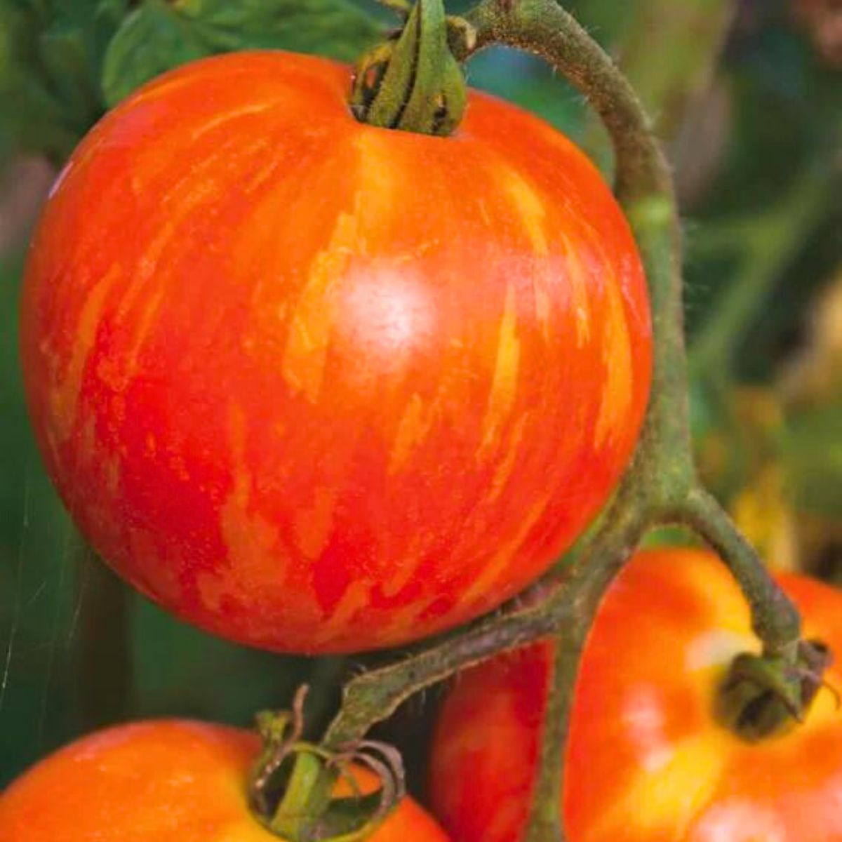 Pomidor gruntowy wysoki Tigerella tygrysi 0,2g| Sadowniczy.pl