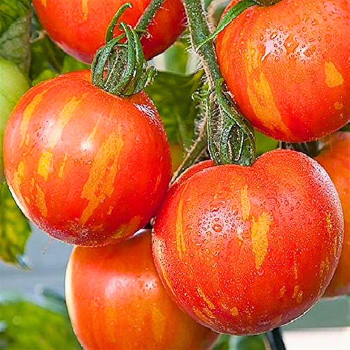 Pomidor gruntowy wysoki Tigerella tygrysi 0,2g| Sadowniczy.pl