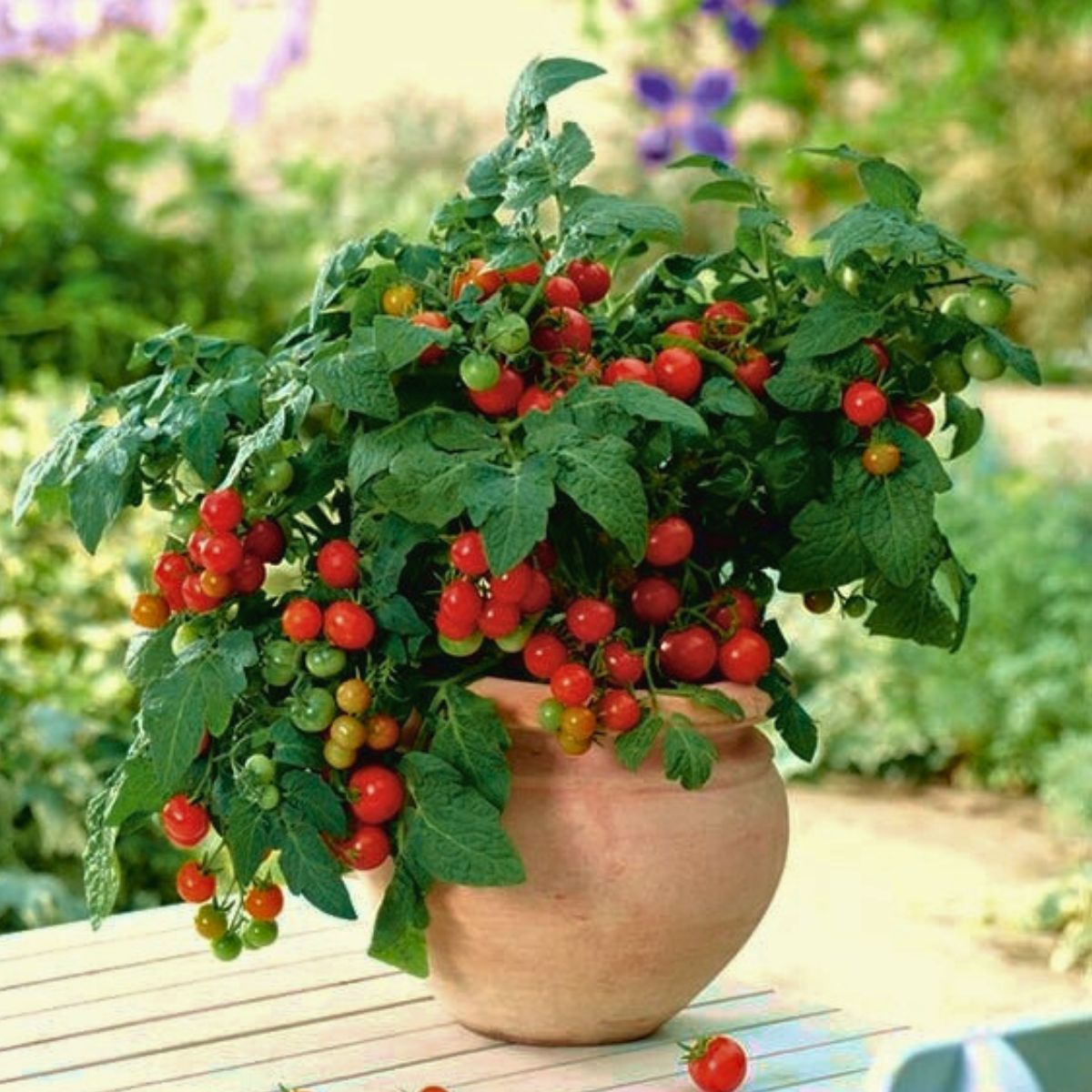 Pomidor karłowy Balkoni Red F1 koktajlowy 0,1g| Sadowniczy.pl