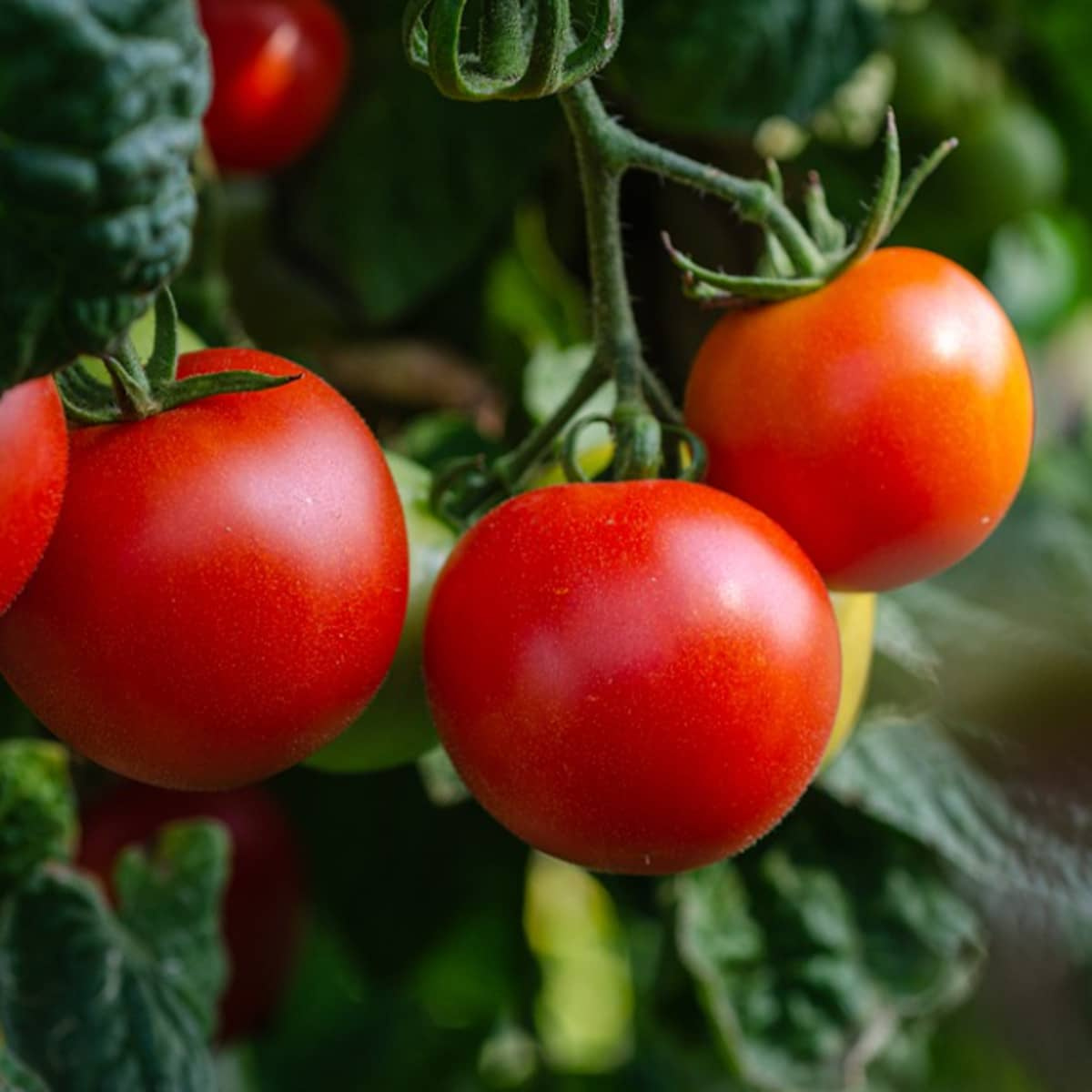 Pomidor szklarniowy Ateron F1 0,2g| Sadowniczy.pl