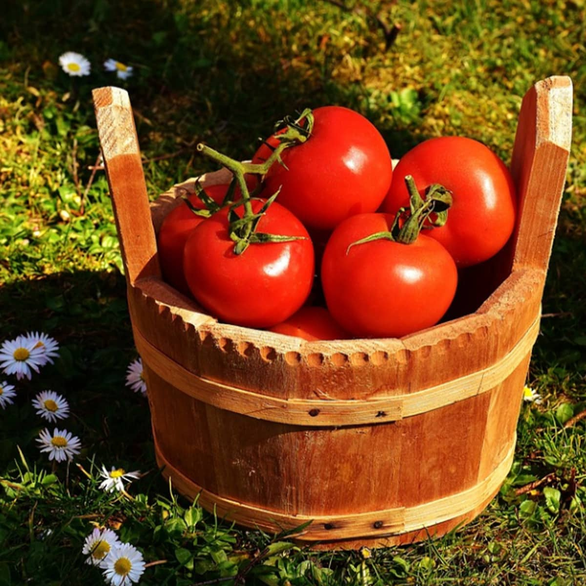 Pomidor szklarniowy Dafne F1 odporny 0,2g| Sadowniczy.pl