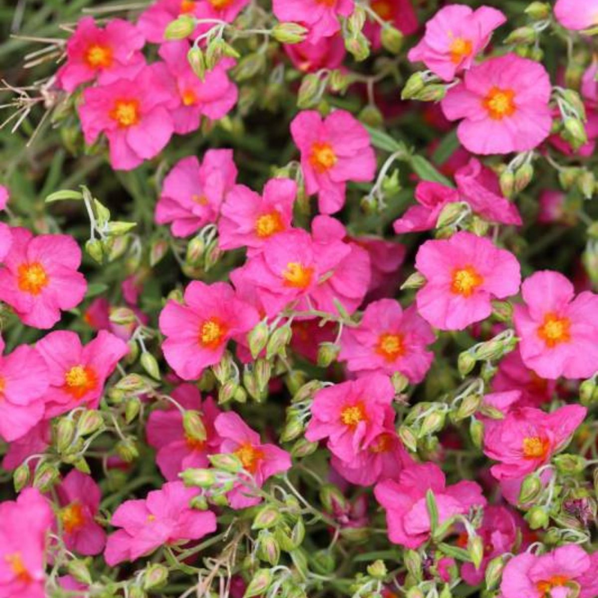 Posłonek Ben Hope (C2)| Sadowniczy.pl