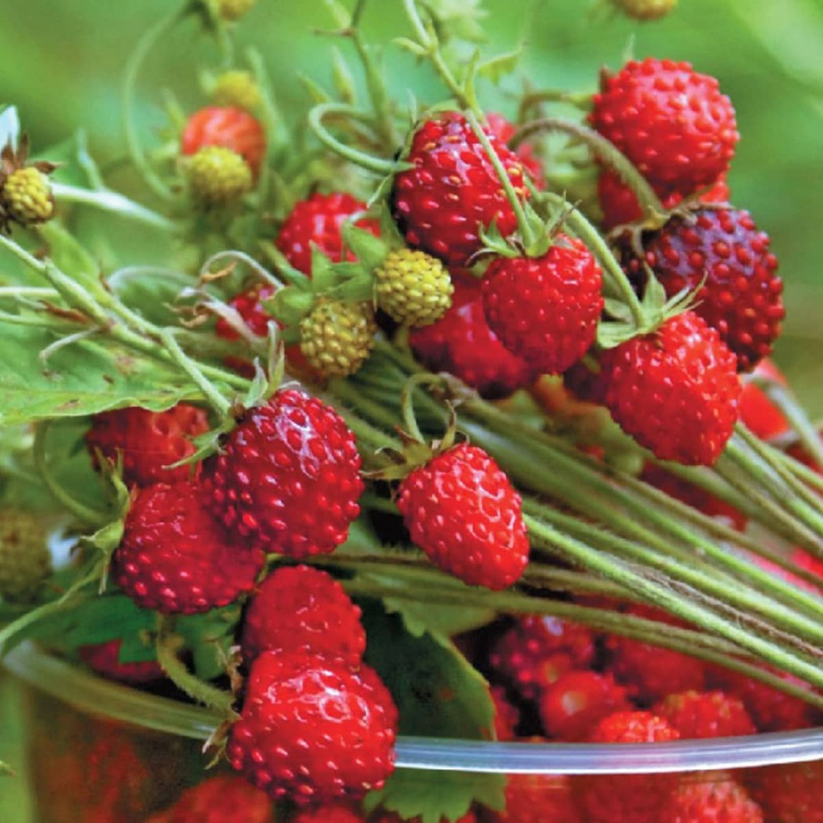 Poziomka Regina wielkoowocowa 0,2g| Sadowniczy.pl