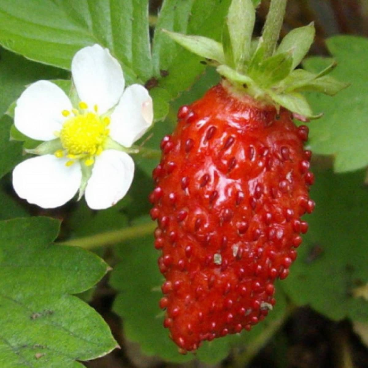 Poziomka Rujana 0,3g| Sadowniczy.pl