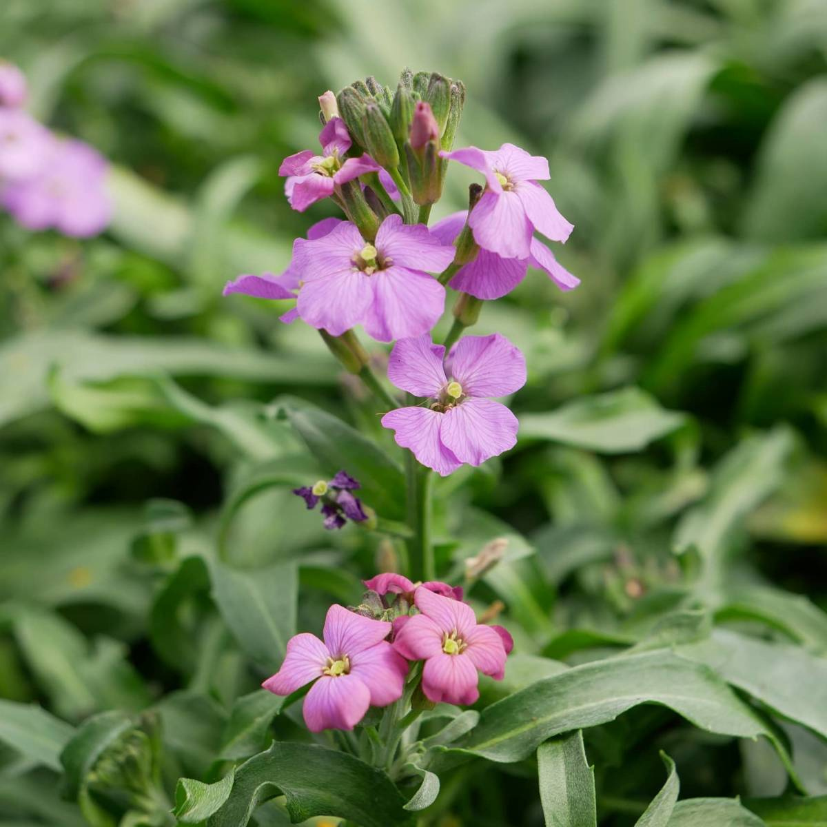 Pszonak Cheers Sun-Kissed Amethyst (C2)| Sadowniczy.pl