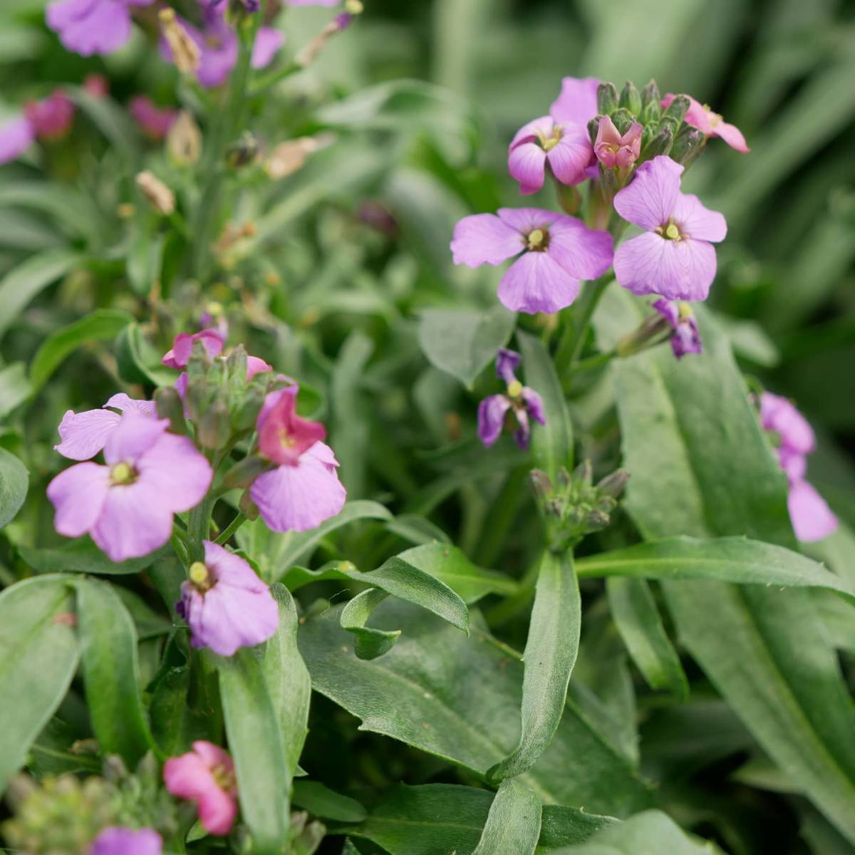 Pszonak Cheers Sun-Kissed Amethyst (C2)| Sadowniczy.pl