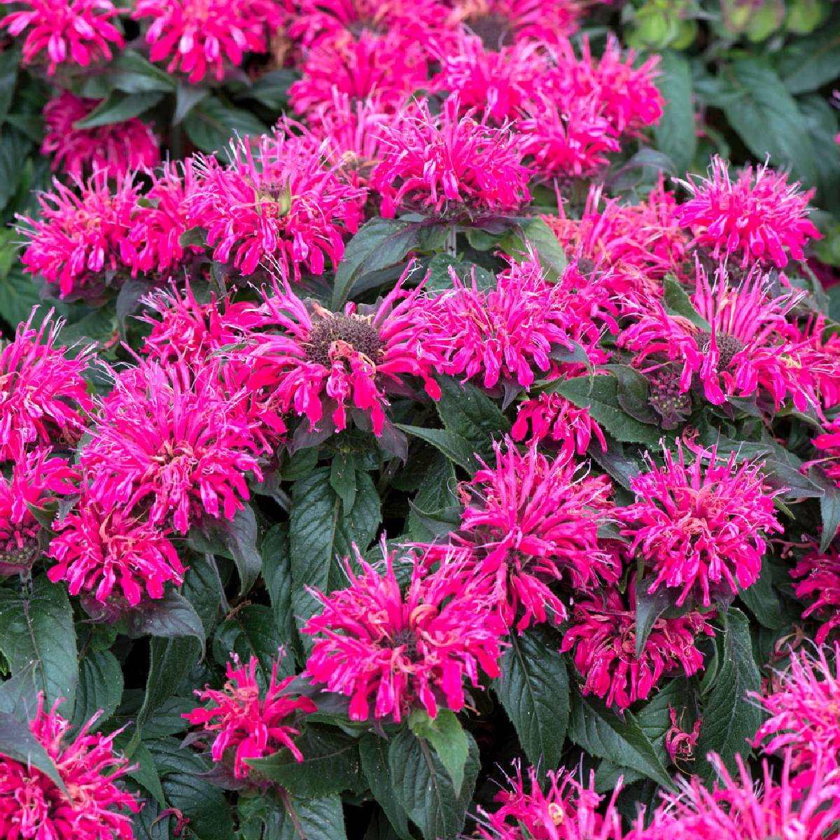 Pysznogłówka dwoista Balmy Rose (C2)| Sadowniczy.pl