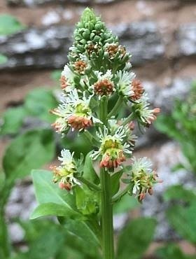 Rezeda wonna 2g | Sadowniczy.pl