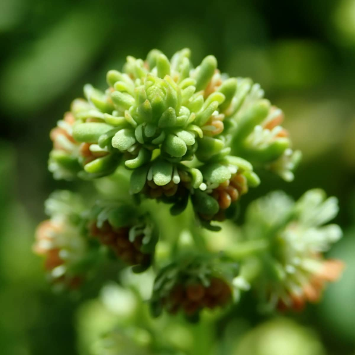 Rezeda wonna 2g | Sadowniczy.pl