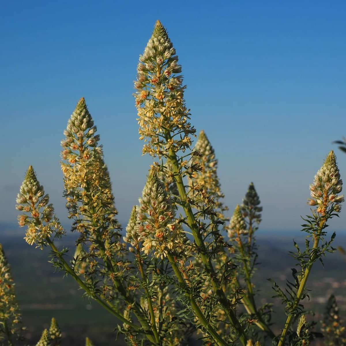 Rezeda wonna 2g | Sadowniczy.pl