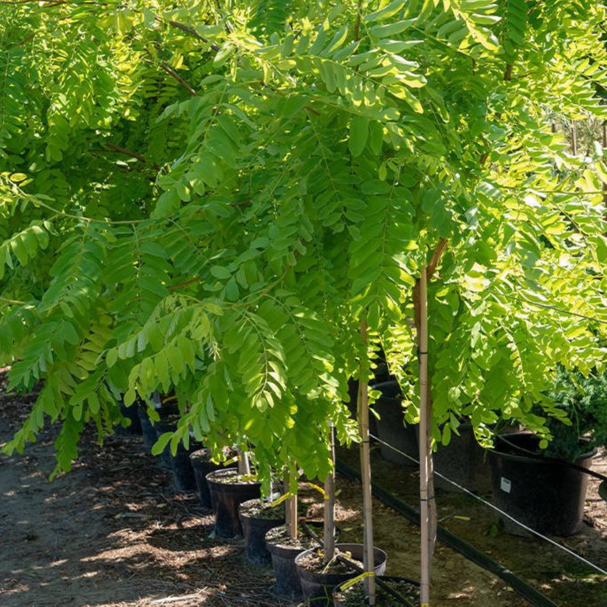 Robinia Akacjowa Akacja Złota Frisia | Sadowniczy.pl