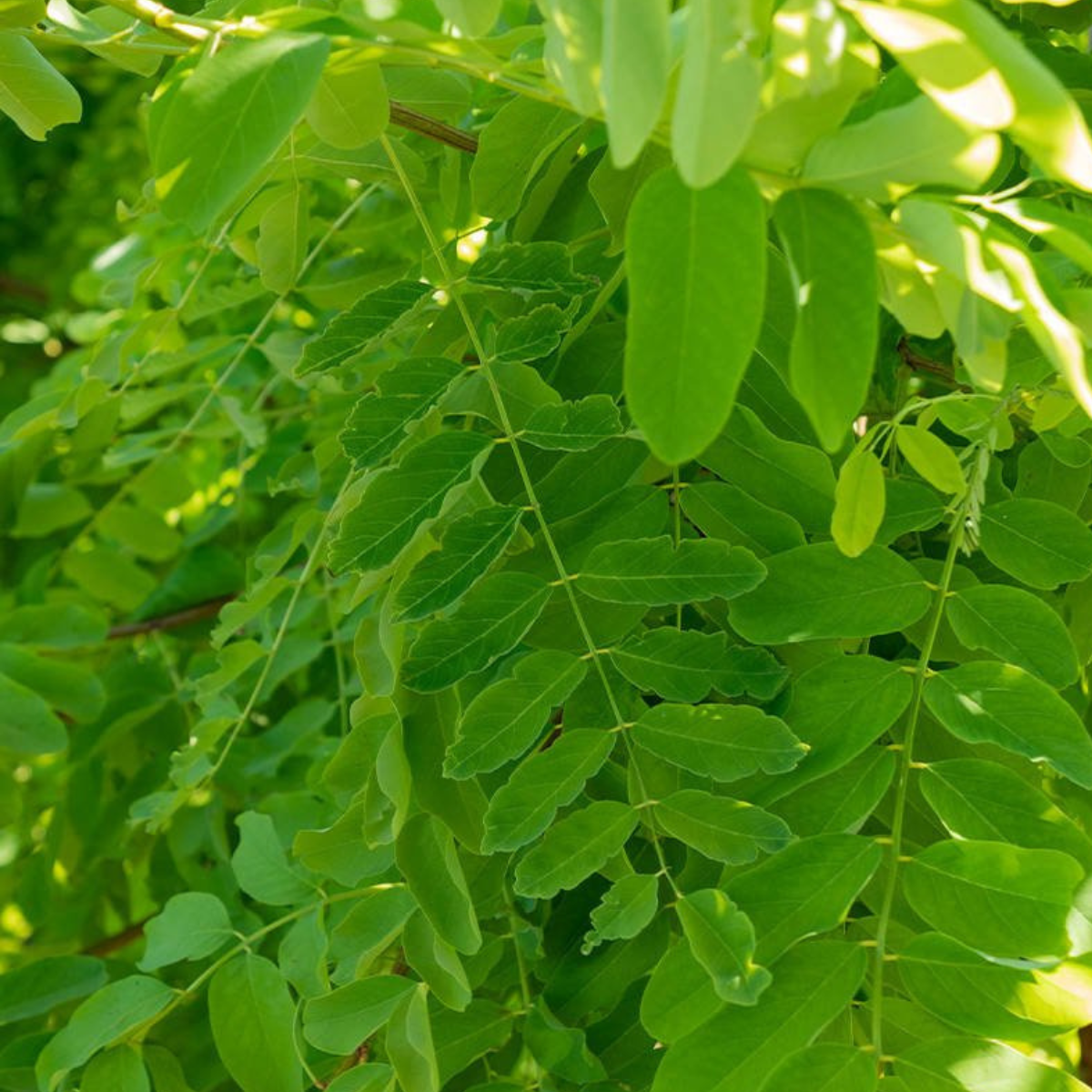 Robinia Akacjowa Akacja Złota Frisia | Sadowniczy.pl