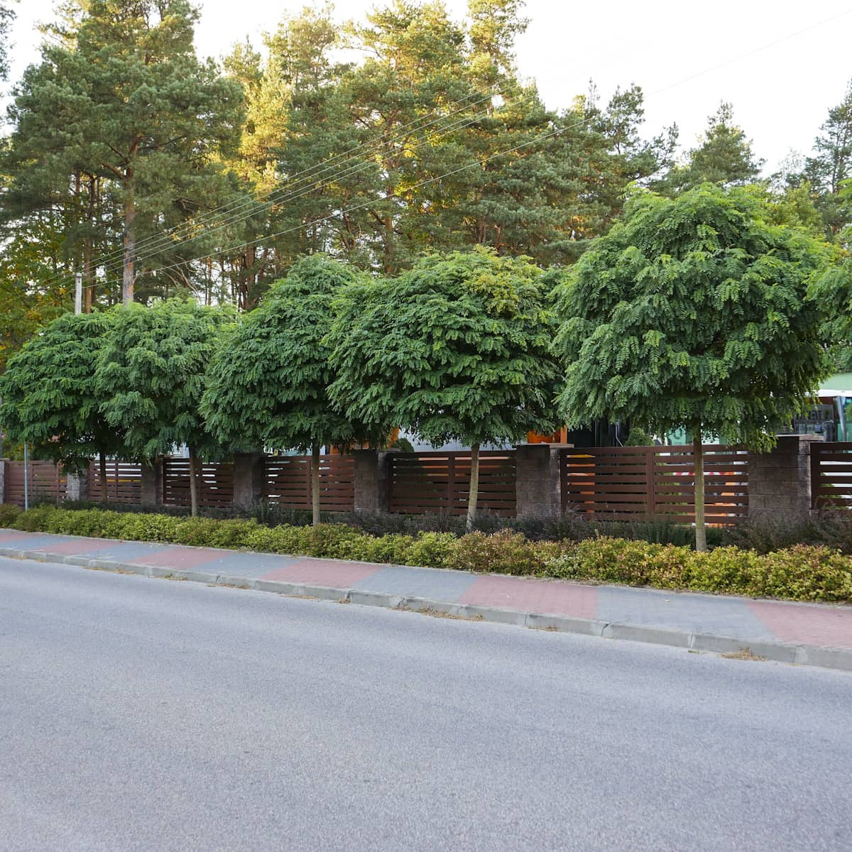 Robinia akacjowa Umbraculifera na pniu (C5)| Sadowniczy.pl
