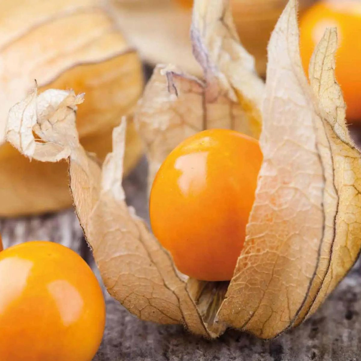 Rodzynek brazylijski Miechunka peruwiańska 0,1g| Sadowniczy.pl