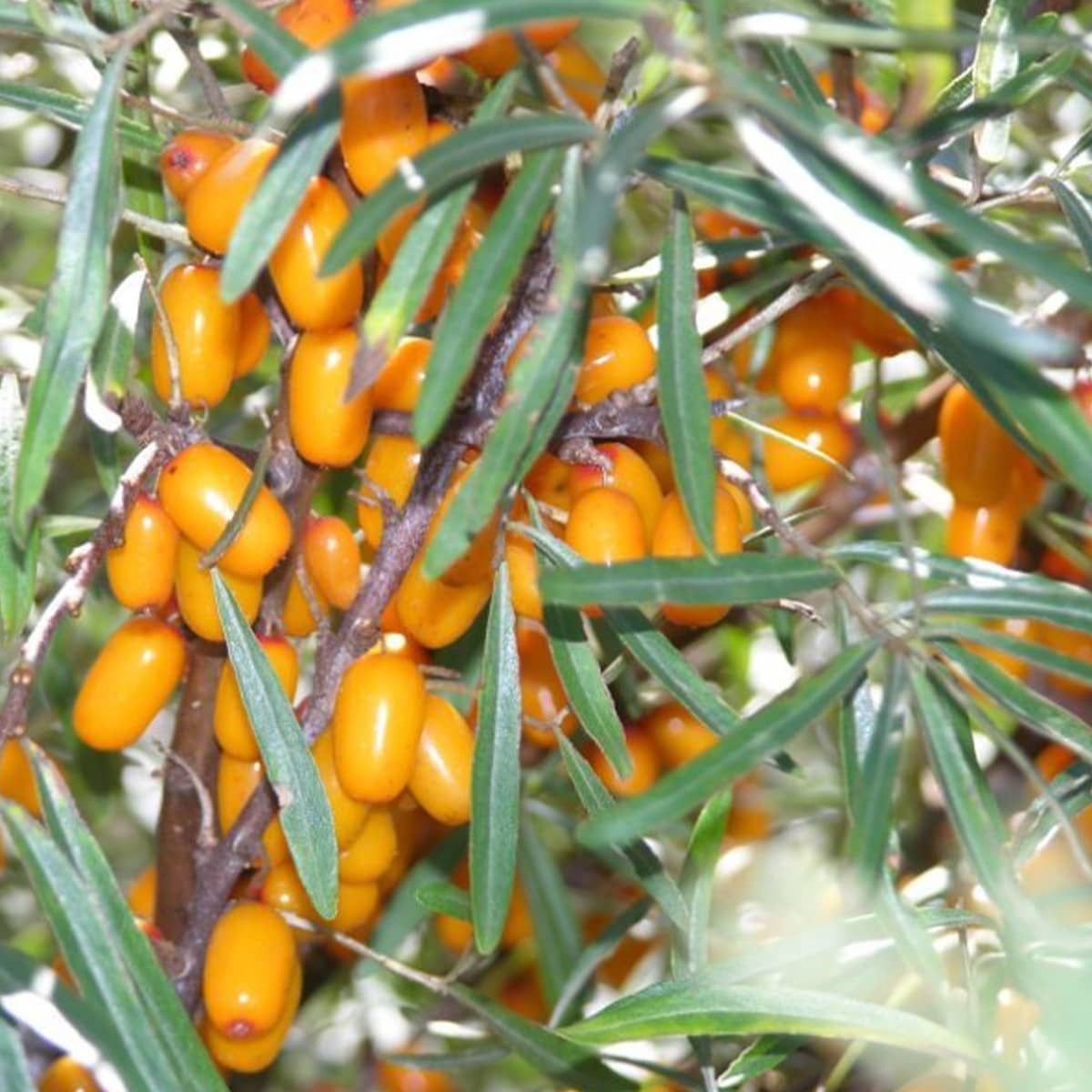 Rokitnik pospolity Złoto Syberii Podarok Sadu żeńska| Sadowniczy.pl