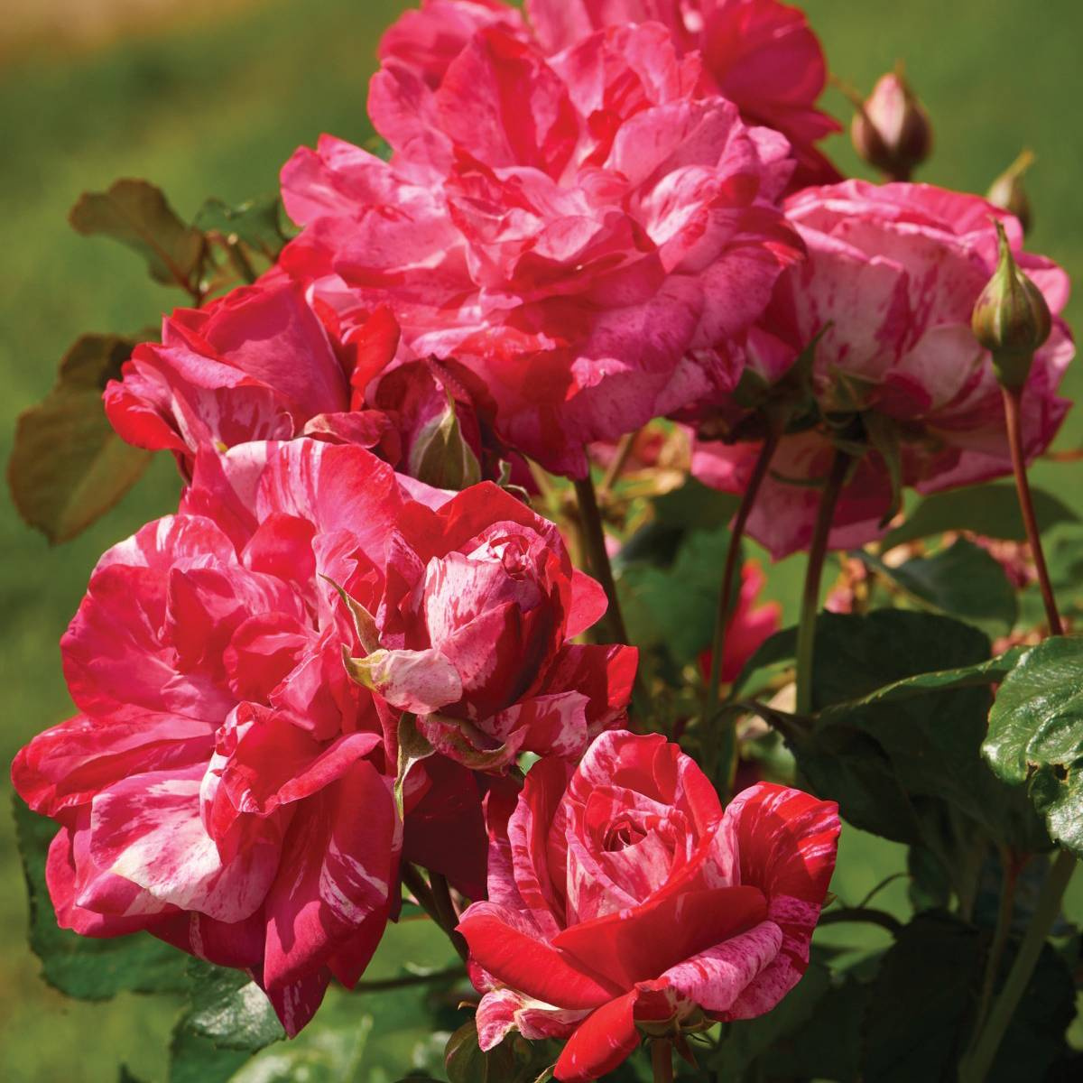 Róża Castle®The Reformation Rose (C2) | Sadowniczy.pl