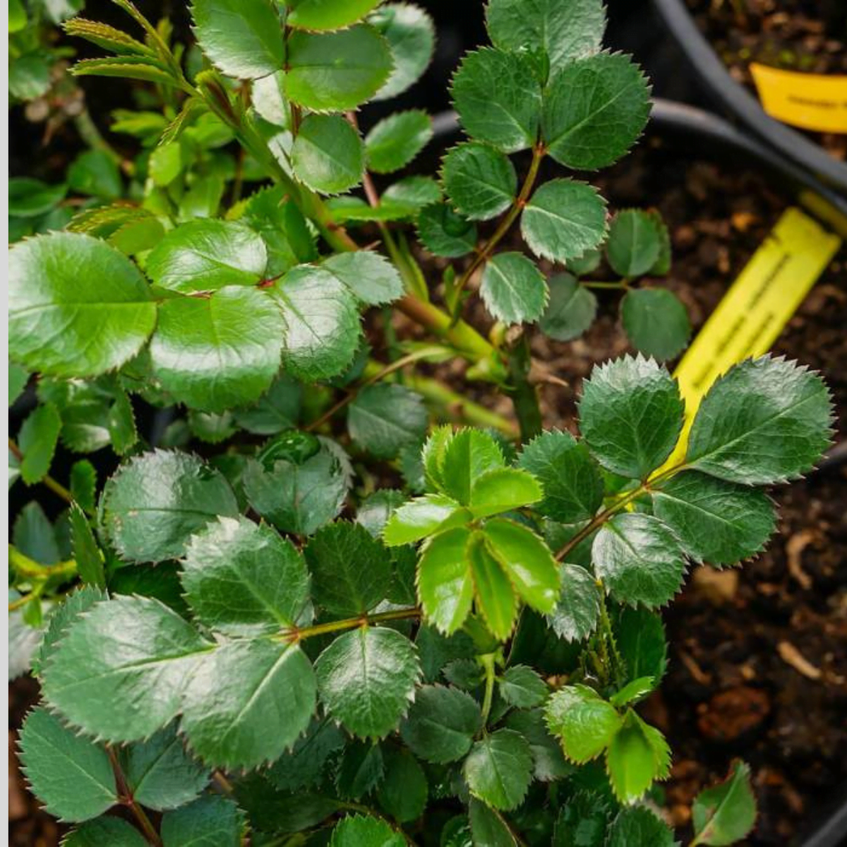 Róża Castle®The Reformation Rose (C2) | Sadowniczy.pl