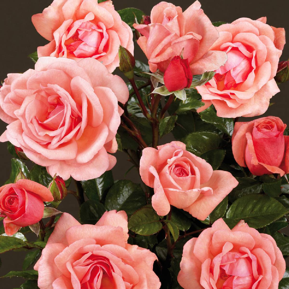 Róża National Parks® Paparos (C2) | Sadowniczy.pl