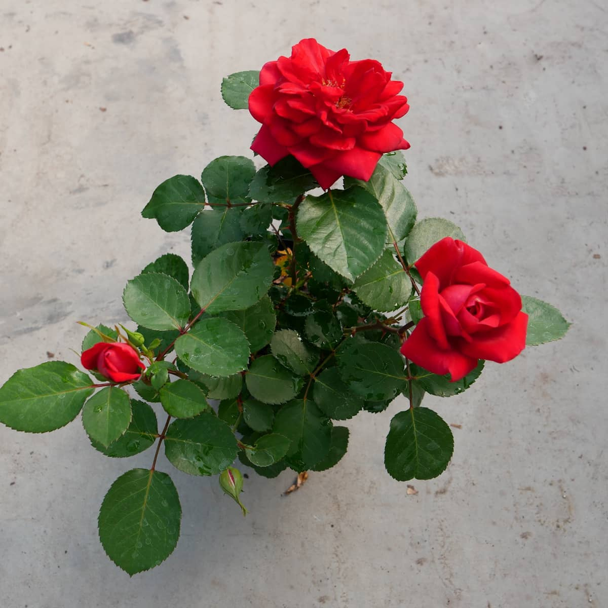 Róża National Parks Sissek (C2)| Sadowniczy.pl