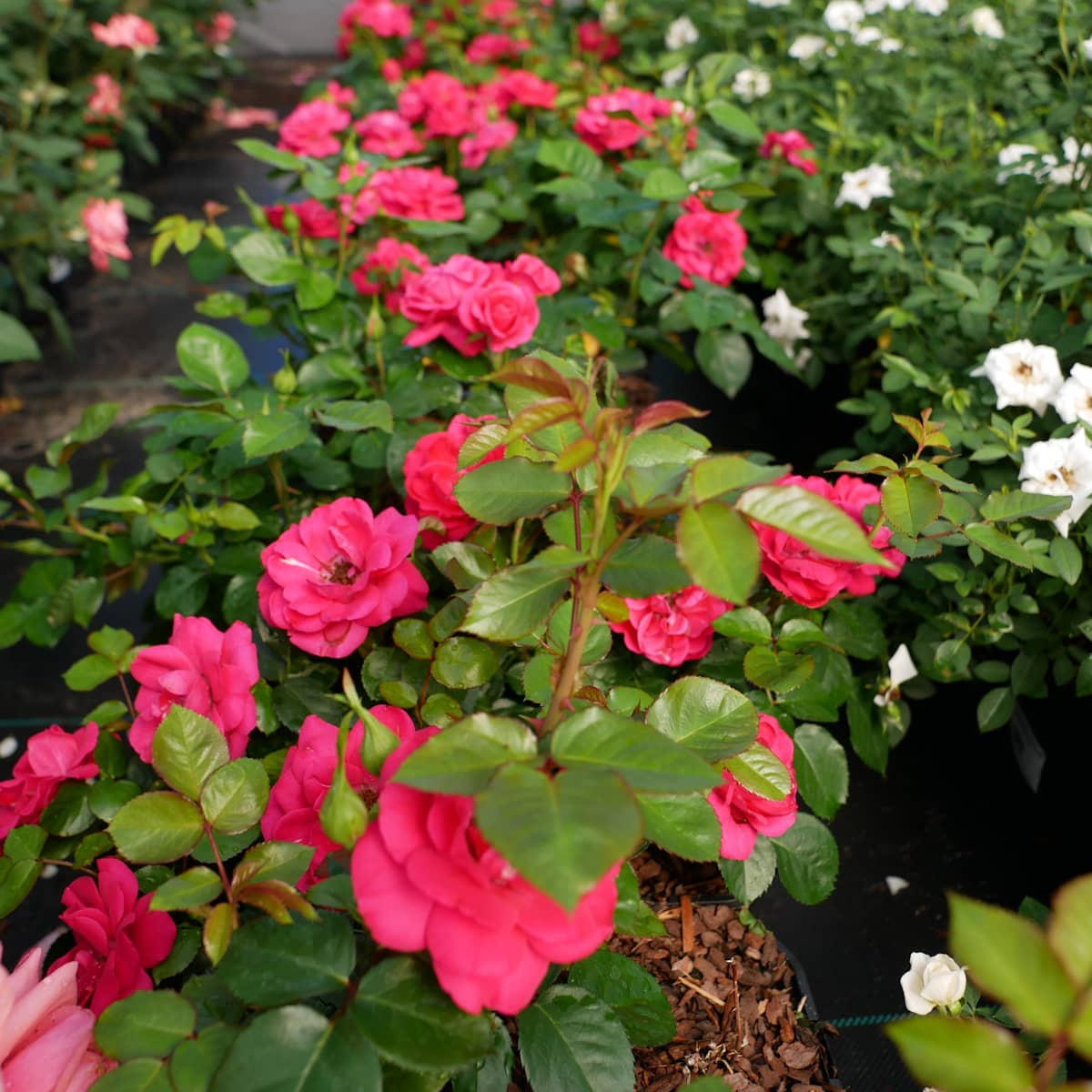 Róża National Parks Trencin (C2)| Sadowniczy.pl