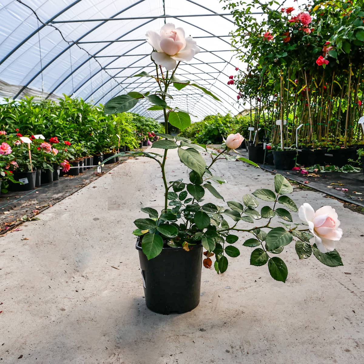 Róża Renaissance® Marlis (C2) pachnąca parkowa| Sadowniczy.pl