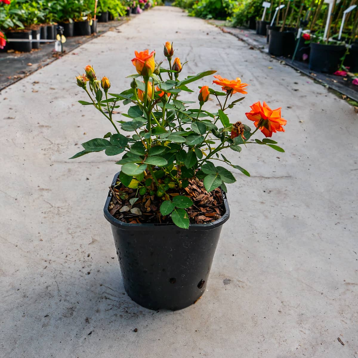 Róża Town&Country Basic (C2) okrywowa| Sadowniczy.pl