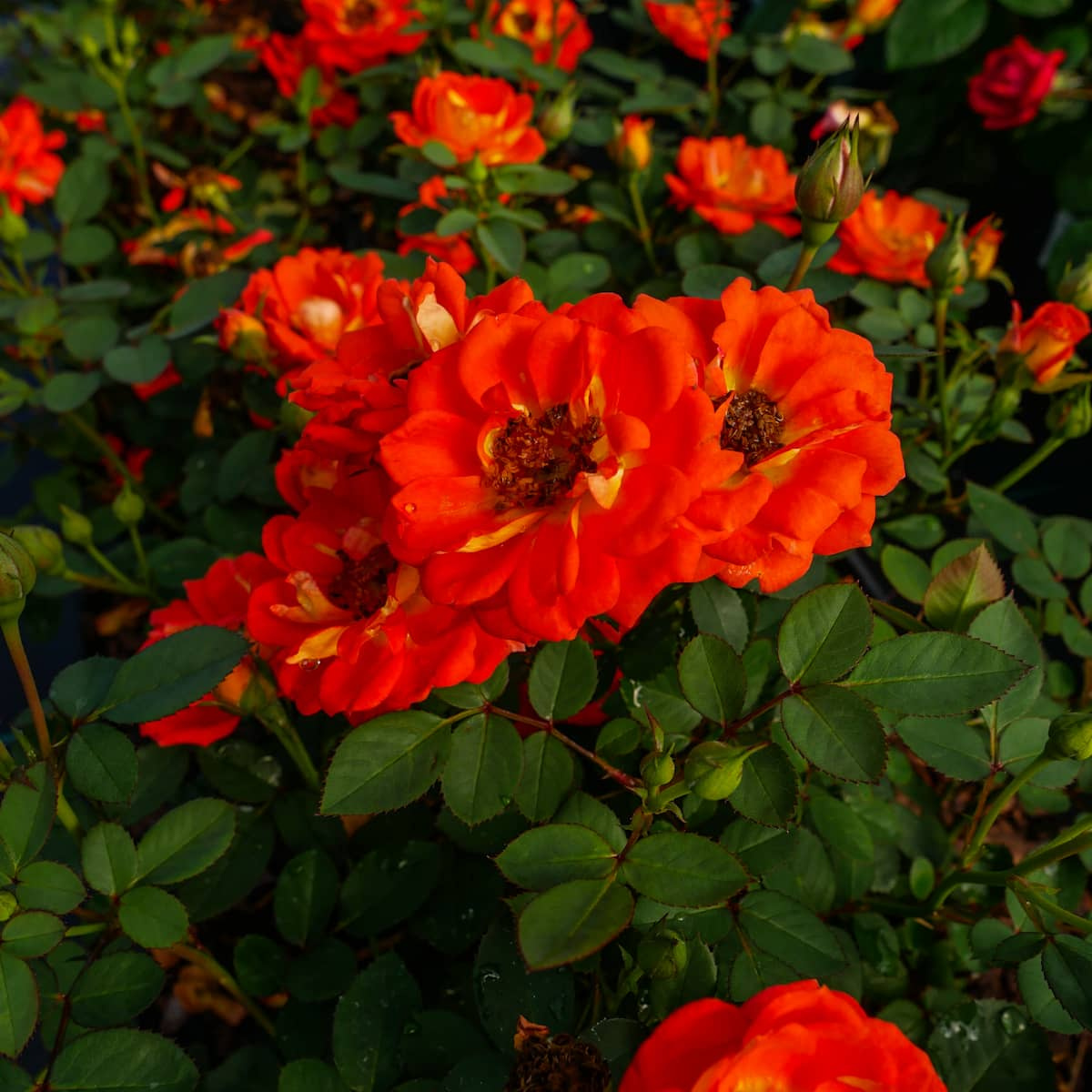 Róża Town&Country Basic (C2) okrywowa| Sadowniczy.pl