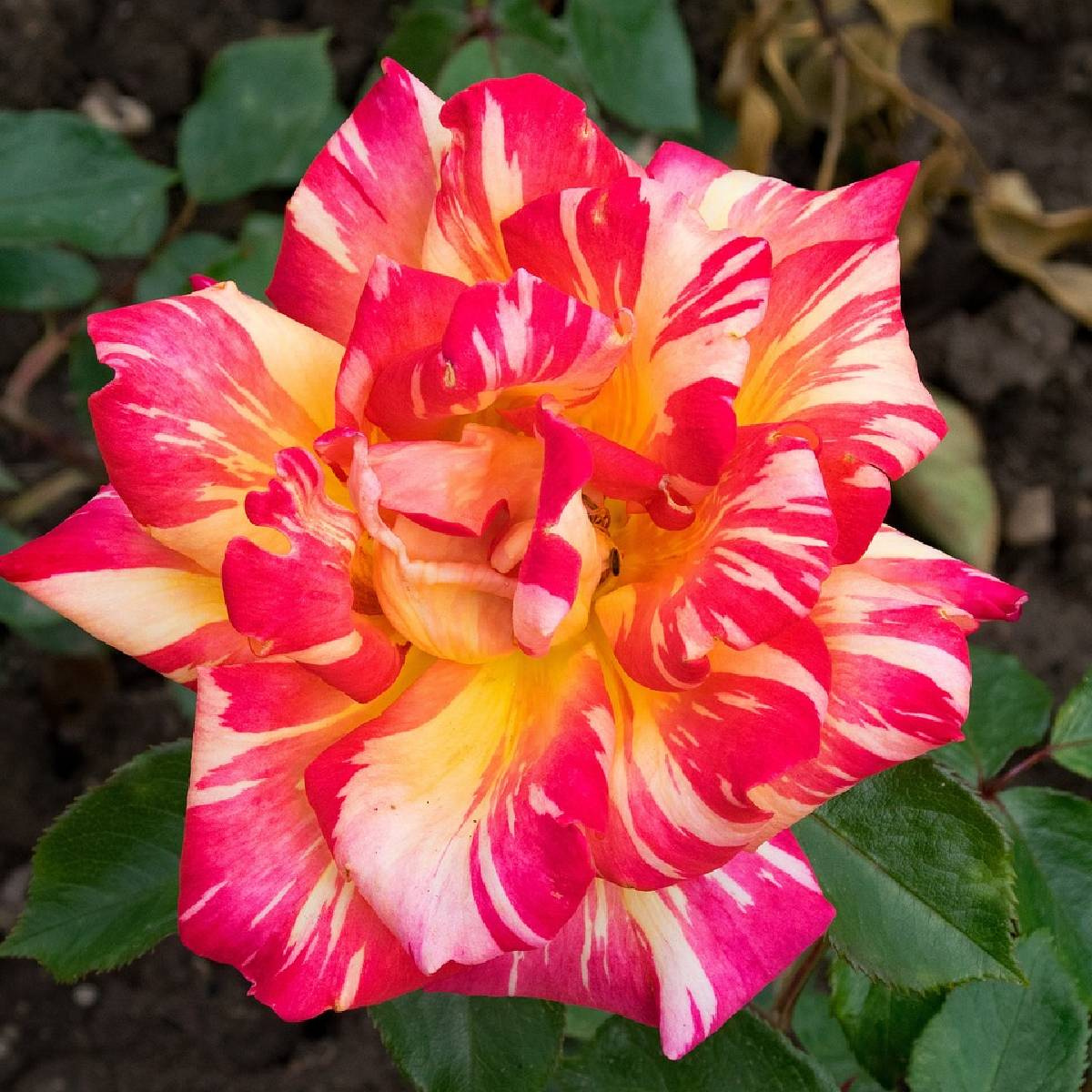 Róża pstrokata Harry Wheatcroft (C2) | Sadowniczy.pl