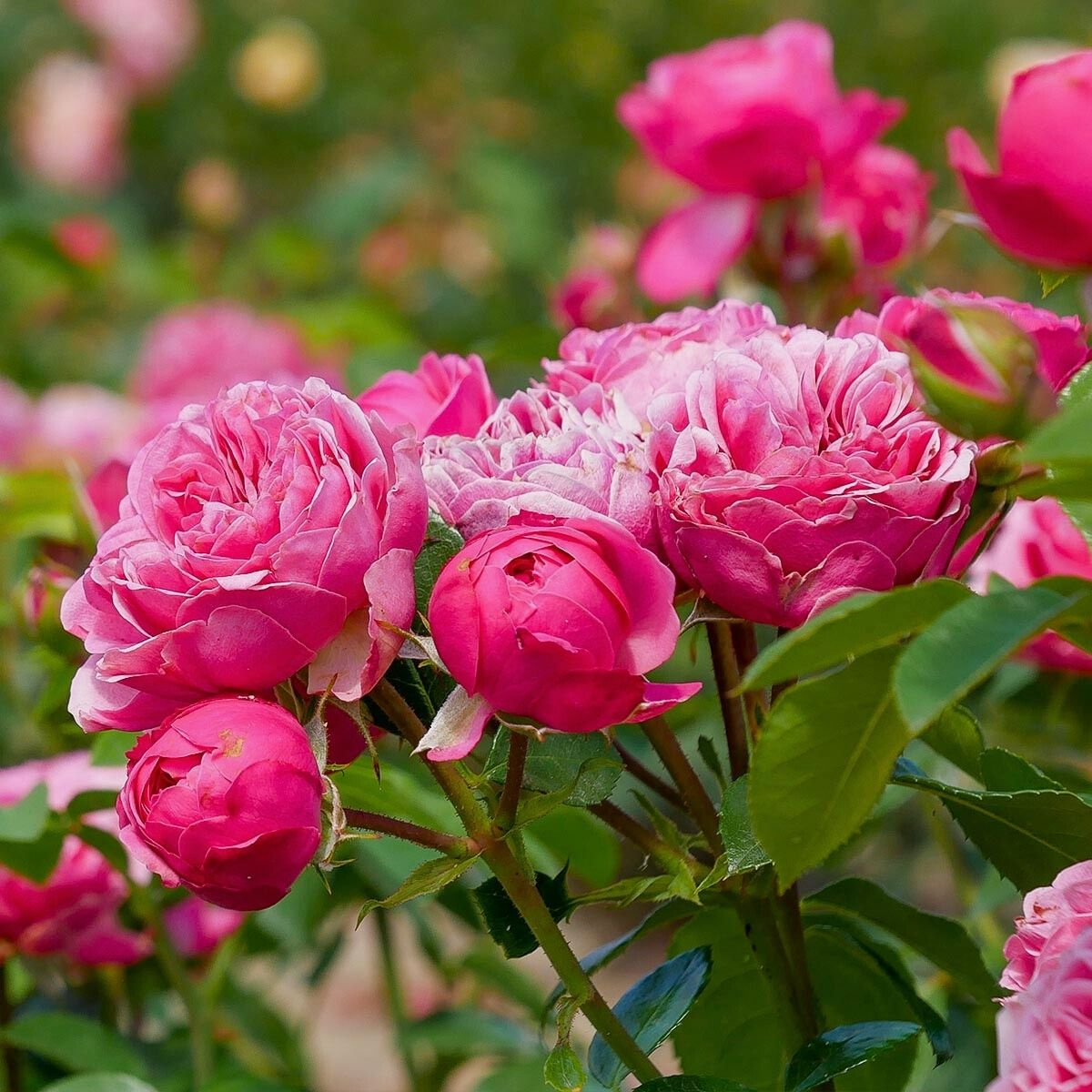 Róża rabatowa Magic Rokoko różowa balot| Sadowniczy.pl