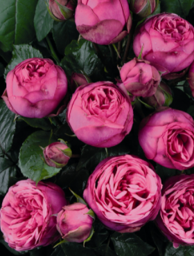 Róża wielkokwiatowa Pink Piano różowa balot| Sadowniczy.pl