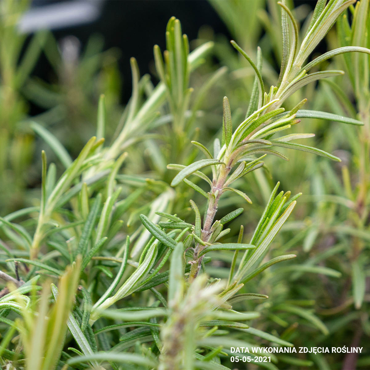 Rozmaryn lekarski 'Albiflorus'| Sadowniczy.pl