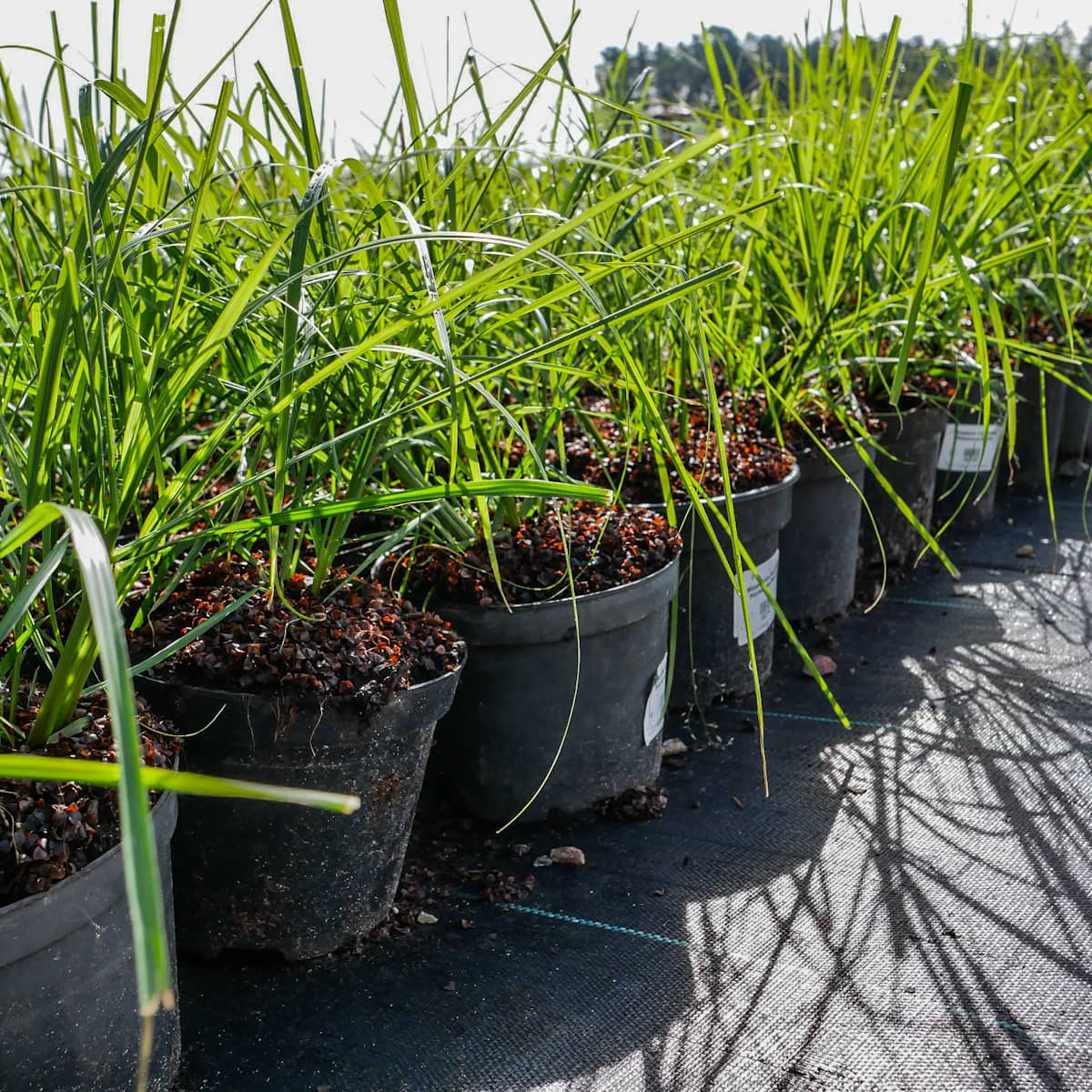 Rozplenica Japońska Piórkówka Moudry| Sadowniczy.pl