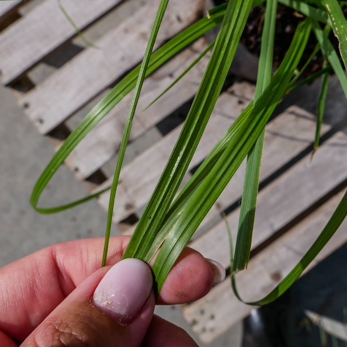 Rozplenica Japońska Piórkówka Moudry| Sadowniczy.pl