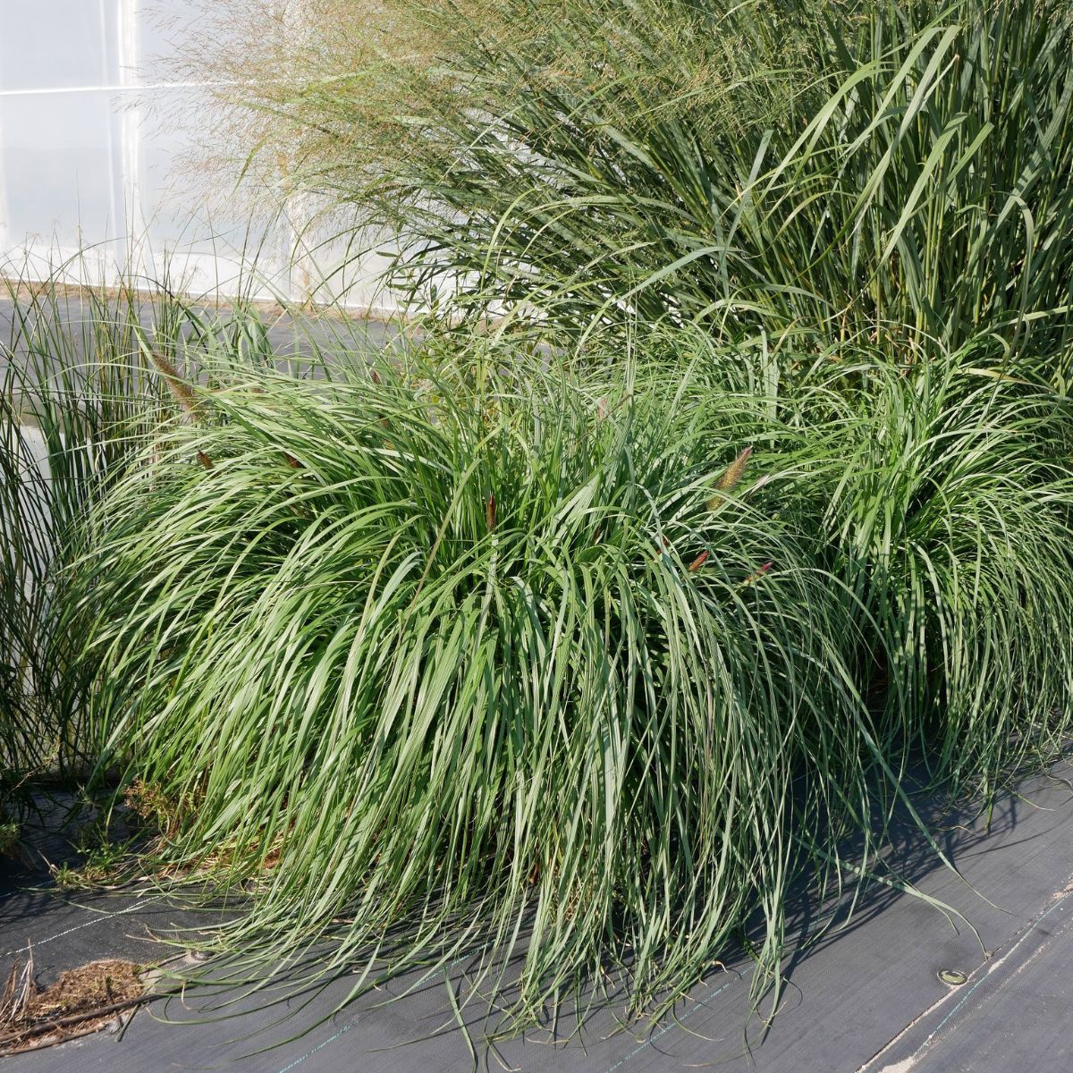 Rozplenica Japońska Piórkówka Moudry| Sadowniczy.pl