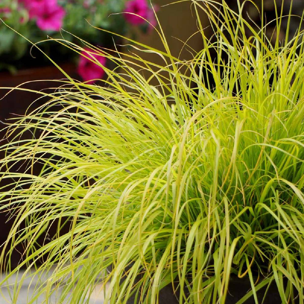 Rozplenica japońska Hameln Gold (C2)| Sadowniczy.pl