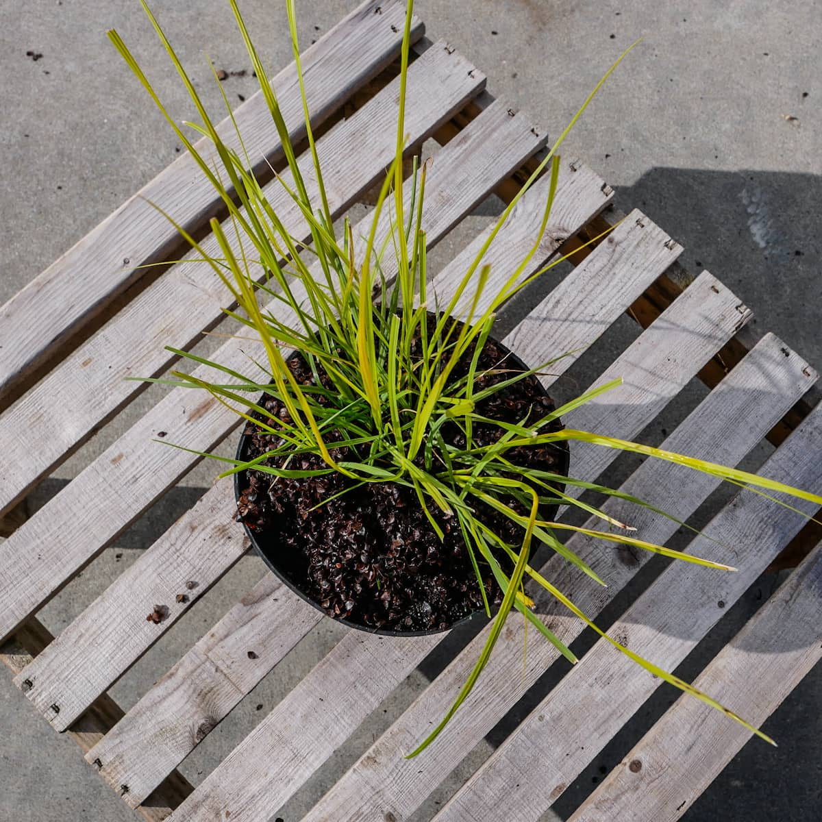 Rozplenica japońska Hameln Gold (C2)| Sadowniczy.pl