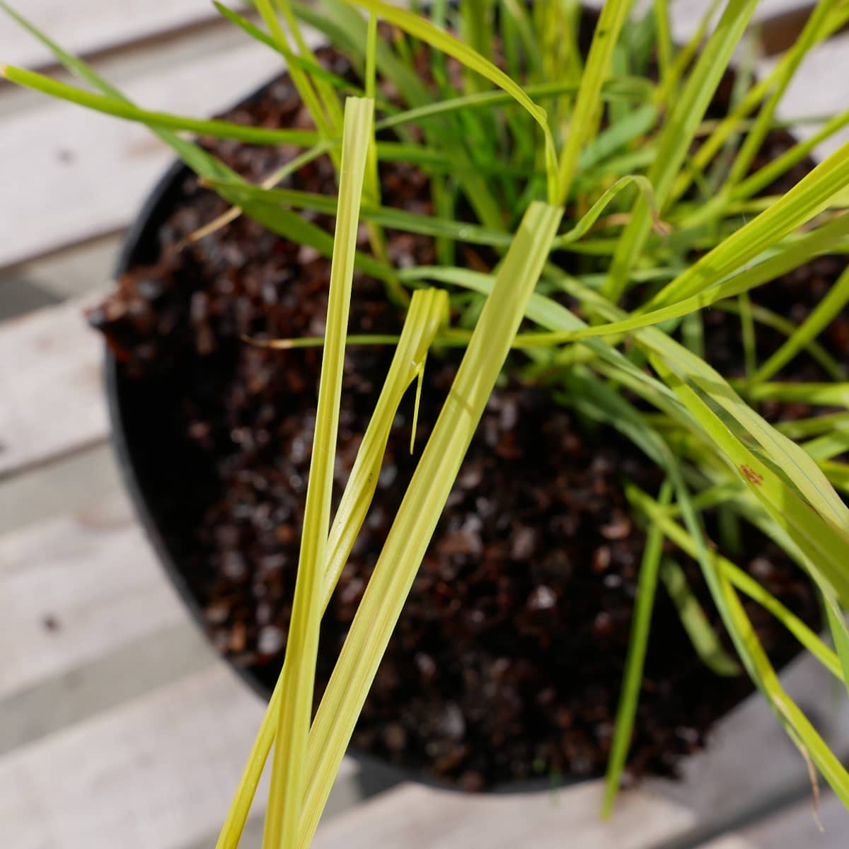 Rozplenica japońska Hameln Gold (C2)| Sadowniczy.pl