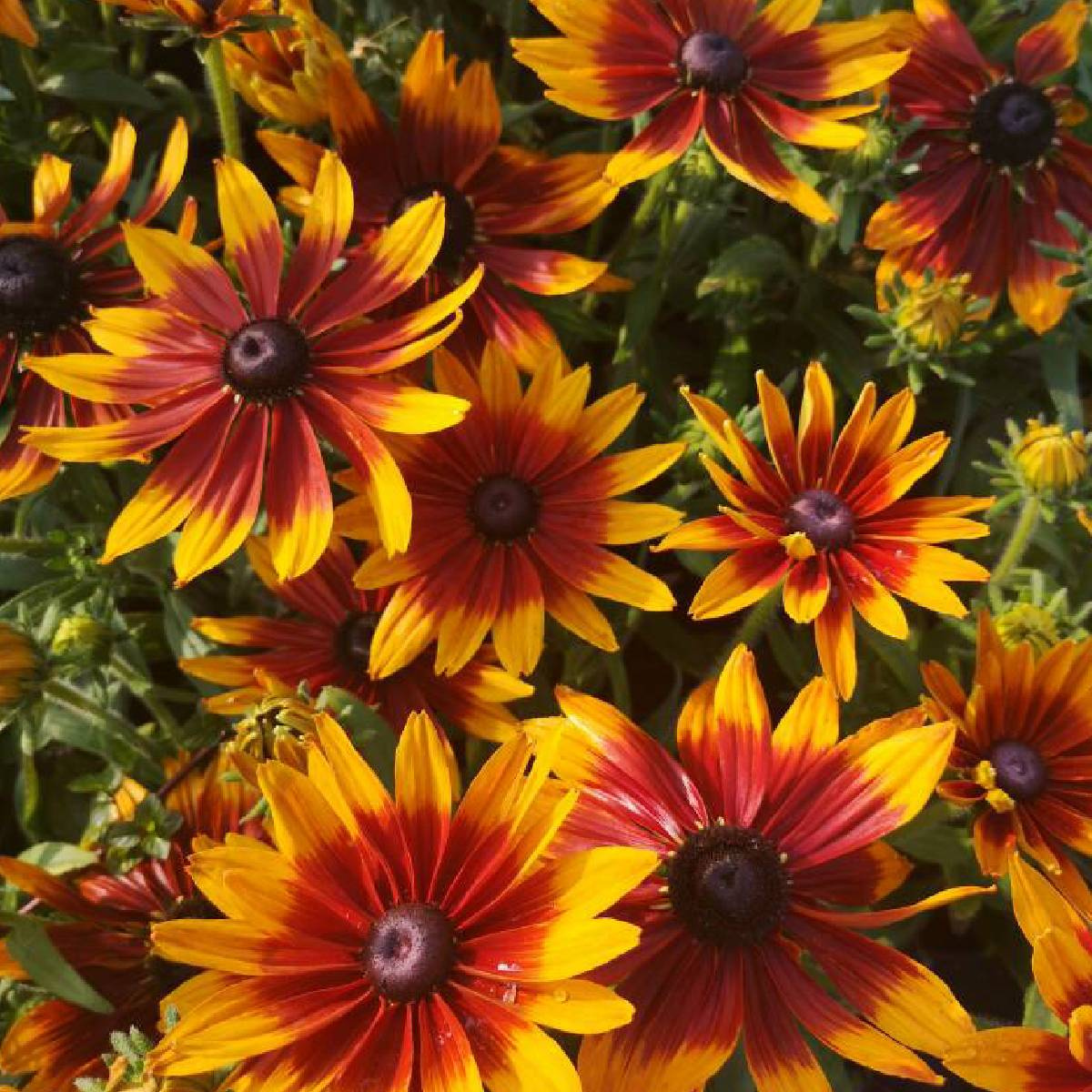 Rudbekia owłosiona Rudy Fire (C2) | Sadowniczy.pl