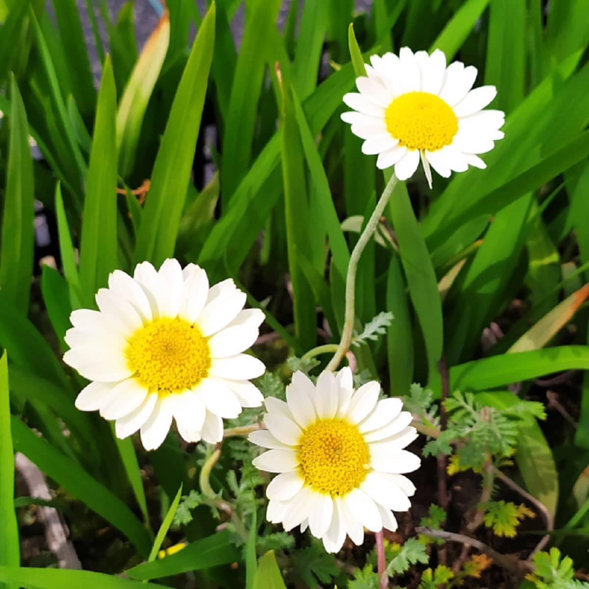 Rumian Susanna Mitchell (C2)| Sadowniczy.pl