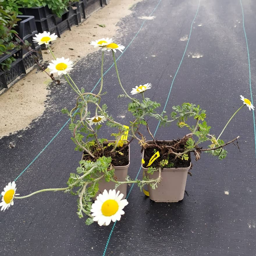 Rumian Susanna Mitchell (C2)| Sadowniczy.pl