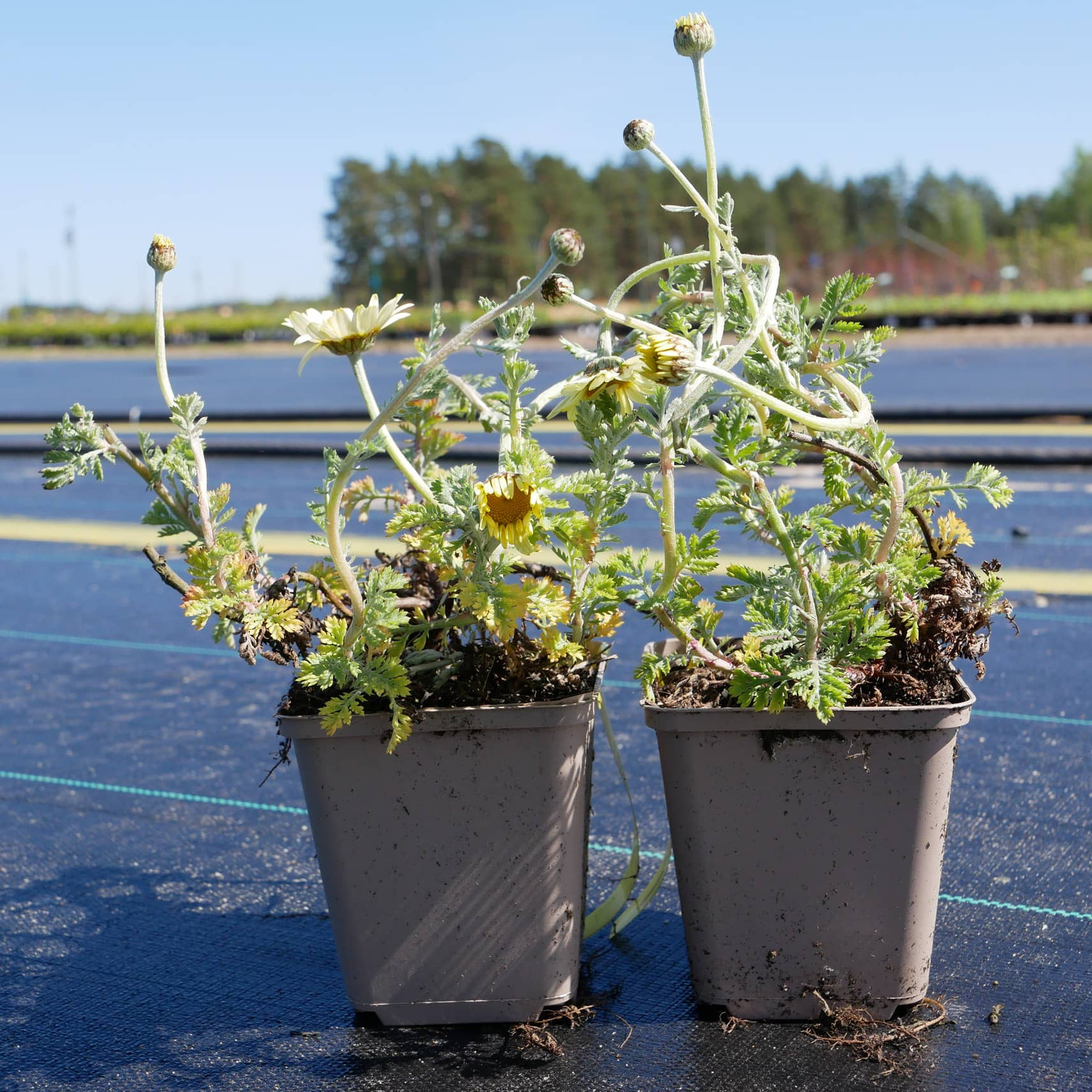 Rumian Susanna Mitchell (C2)| Sadowniczy.pl