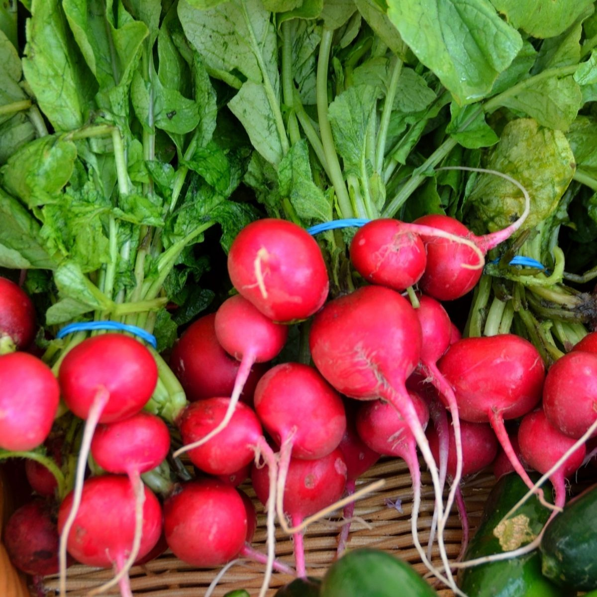 Rzodkiewka Helro-Era kulista karminowa 500g| Sadowniczy.pl